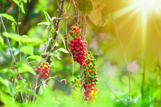 รูปภาพGiloe – เลือกดูภาพถ่ายสต็อก เวกเตอร์ และวิดีโอ552 | Adobe Stock