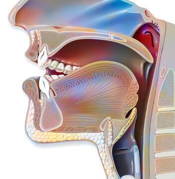 รูปภาพUvula – เลือกดูภาพถ่ายสต็อก เวกเตอร์ และวิดีโอ2,637 | Adobe Stock