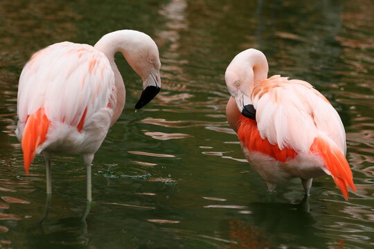 รูปภาพFlamand – เลือกดูภาพถ่ายสต็อก เวกเตอร์ และวิดีโอ2,883 | Adobe Stock