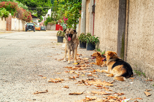 Estray Bilder – Durchsuchen 403 Archivfotos, Vektorgrafiken und Videos ...