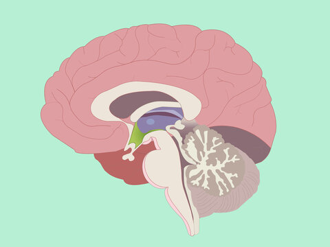 Imágenes de Locus: descubre bancos de fotos, ilustraciones, vectores y ...