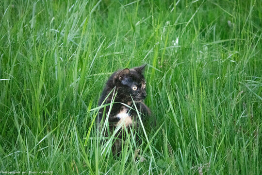 Chatton Images – Browse 97 Stock Photos, Vectors, and Video | Adobe Stock