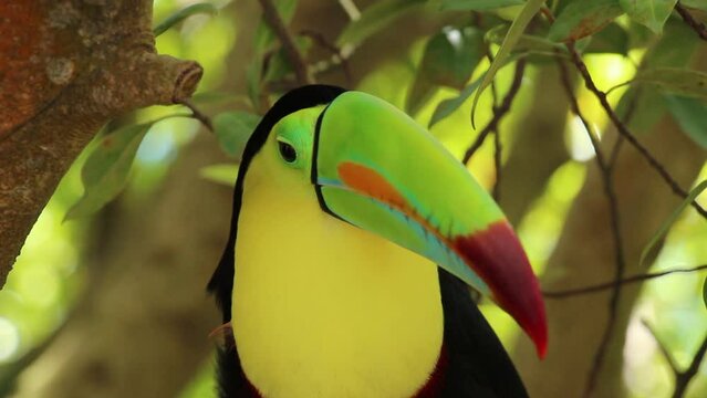 Tukan Video-Footage – Durchsuchen 11 HD-Archivvideos und Footage ...