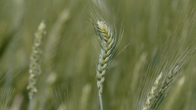 "Wheat Spike" Images – Browse 823 Stock Photos, Vectors, and Video ...