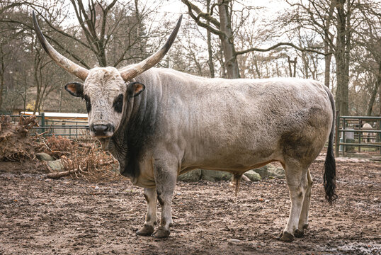 Scapegoat Images – Browse 723 Stock Photos, Vectors, and Video | Adobe ...