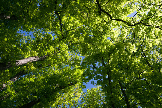 Sommereiche Bilder – Durchsuchen 16,172 Archivfotos, Vektorgrafiken und ...