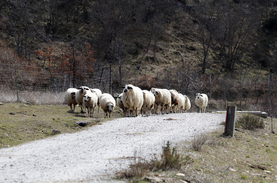 Imágenes de Borregas: descubre bancos de fotos, ilustraciones, vectores ...