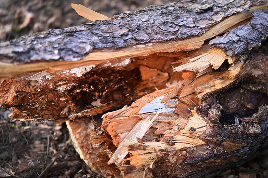 "Sick Tree" Images – Browse 178 Stock Photos, Vectors, and Video ...