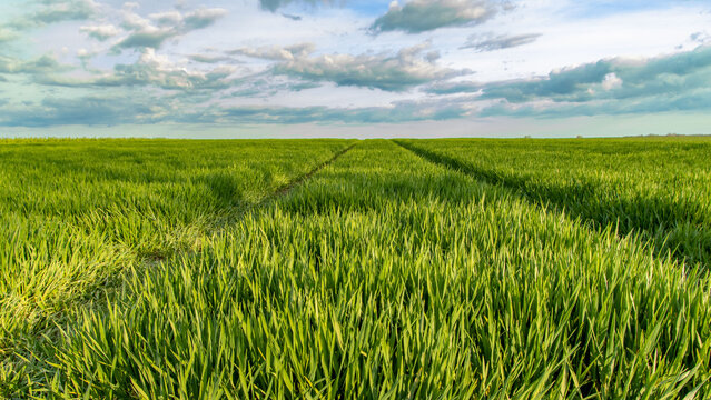 「Uprawne」の写真素材 | 1,491件の無料イラスト画像 | Adobe Stock