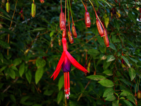 「Aljaba」の写真素材 | 16件の無料イラスト画像 | Adobe Stock