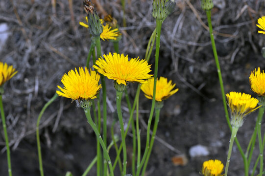 รูปภาพCapeweed – เลือกดูภาพถ่ายสต็อก เวกเตอร์ และวิดีโอ555 | Adobe Stock