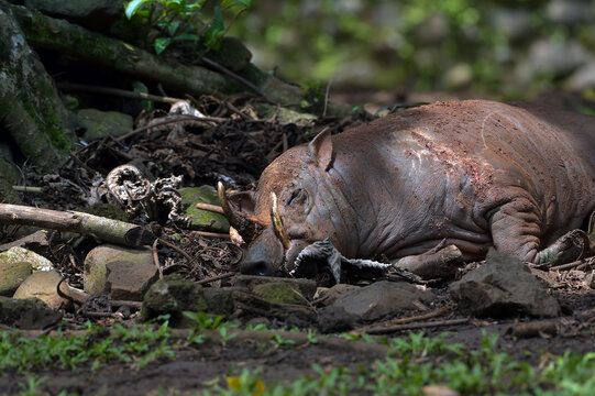 รูปภาพDeer-Pig – เลือกดูภาพถ่ายสต็อก เวกเตอร์ และวิดีโอ107 | Adobe Stock