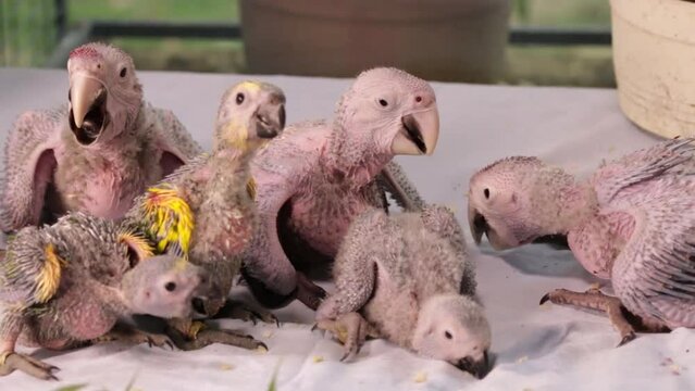 "No Feathers"-Bilder: Stock-Fotos & -Videos. | Adobe Stock