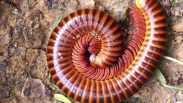 Giant Millipede Face