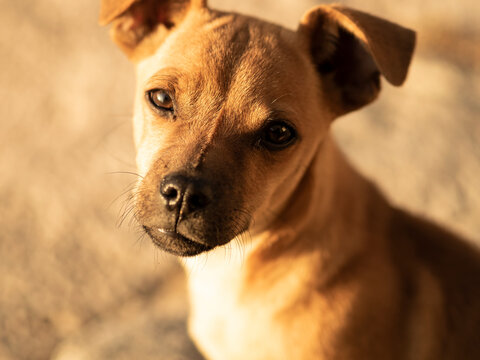 "Color Café Perro Images – Browse 1,134 Stock Photos, Vectors, and ...