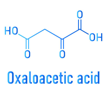 Oxaloacetate Structure