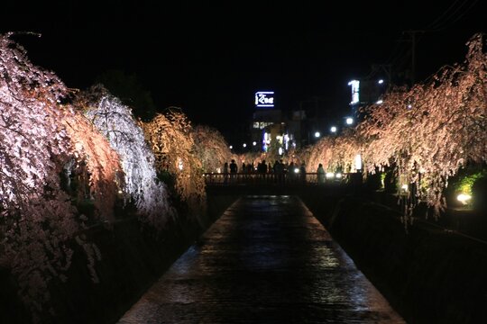 รูปภาพCatamite – เลือกดูภาพถ่ายสต็อก เวกเตอร์ และวิดีโอ1,098 | Adobe Stock