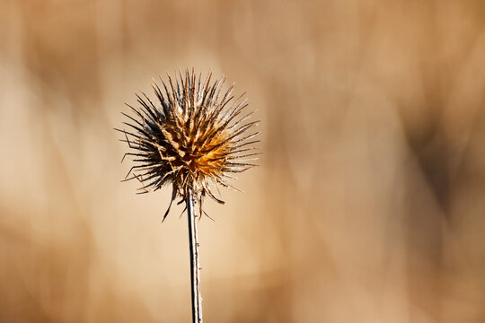 Vertrocknet Images – Browse 6,810 Stock Photos, Vectors, and Video ...