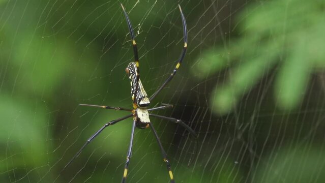 Nephilidae Images – Browse 448 Stock Photos, Vectors, and Video | Adobe ...