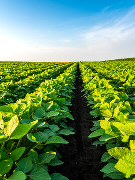 "Soybean Field" Images – Browse 3,018 Stock Photos, Vectors, and Video ...