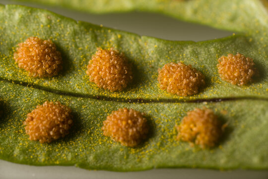 Fern Sori Microscope