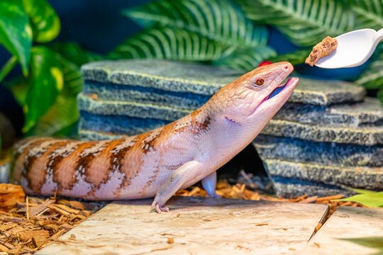 Skink Bilder – Durchsuchen 15,984 Archivfotos, Vektorgrafiken und ...
