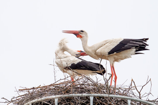 Klapperstorch-Bilder: Stock-Fotos & -Videos. | Adobe Stock