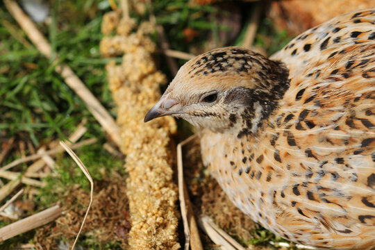 Isabelle bilder – Bläddra bland 659 stockfoton, vektorer och videor ...