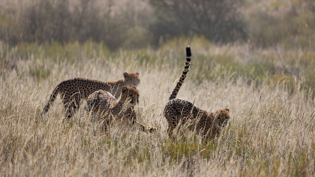 รูปภาพCheetahs – เลือกดูภาพถ่ายสต็อก เวกเตอร์ และวิดีโอ139,695 | Adobe ...