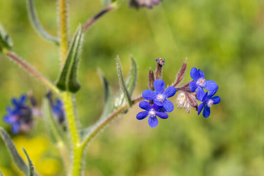 "Italian Bugloss" Bilder – Durchsuchen 1,903 Archivfotos ...