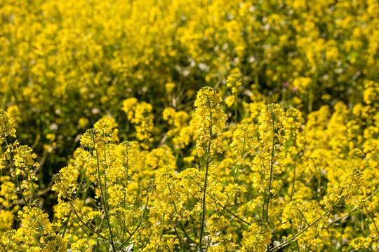 Wild Mustard Plants