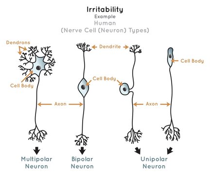Unipolar Neuron Diagram