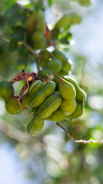 Imágenes de Guamuchil: descubre bancos de fotos, ilustraciones ...