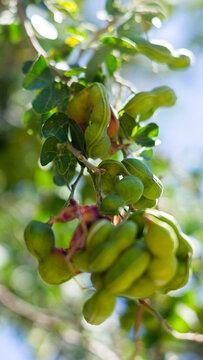 Guamuchiles Tree