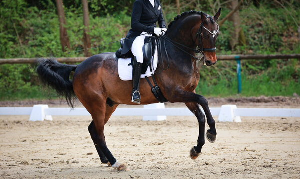 Piaffe Bilder – Durchsuchen 434 Archivfotos, Vektorgrafiken und Videos ...