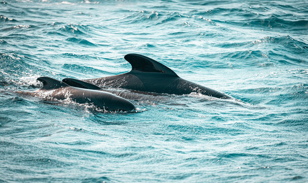 Finnwale Images – Browse 3 Stock Photos, Vectors, and Video | Adobe Stock