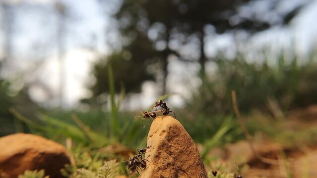 "Honey Ant" Images – Browse 248 Stock Photos, Vectors, and Video | Adobe Stock