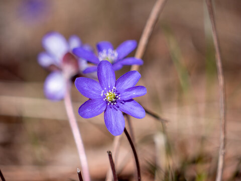 Syn Bilder – Durchsuchen 4,255 Archivfotos, Vektorgrafiken und Videos ...