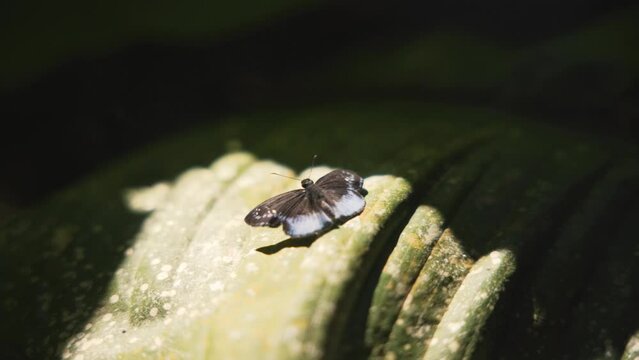 Chanda Images – Browse 251 Stock Photos, Vectors, and Video | Adobe Stock