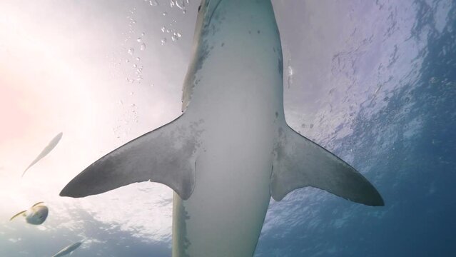 "Tiger Sharks" Images – Browse 5,729 Stock Photos, Vectors, and Video ...