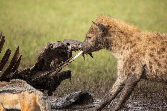 "Animal Carcass" Bilder – Durchsuchen 93,976 Archivfotos ...