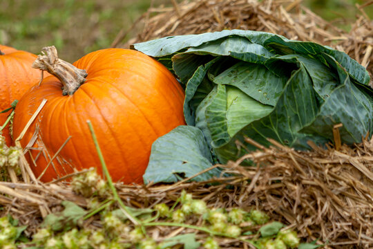Cucurbitacé Images – Parcourir 31,718 le catalogue de photos, vecteurs ...