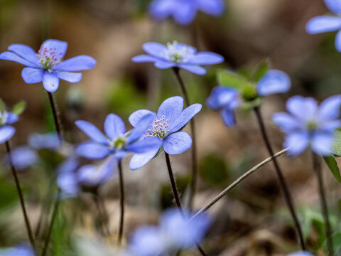 รูปภาพLeberblume – เลือกดูภาพถ่ายสต็อก เวกเตอร์ และวิดีโอ99 | Adobe Stock
