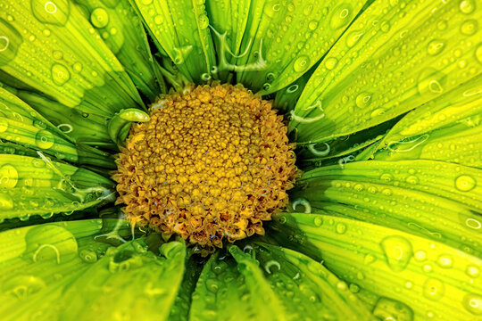 Dropet Images – Browse 59 Stock Photos, Vectors, and Video | Adobe Stock