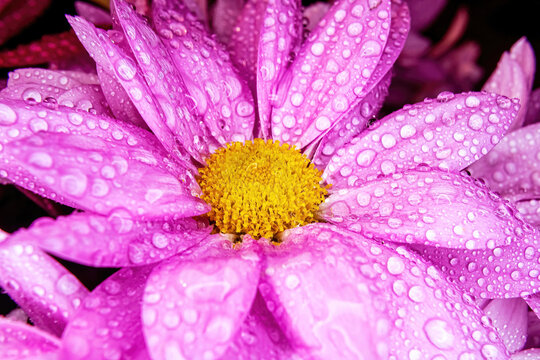 Dropet Images – Browse 59 Stock Photos, Vectors, and Video | Adobe Stock