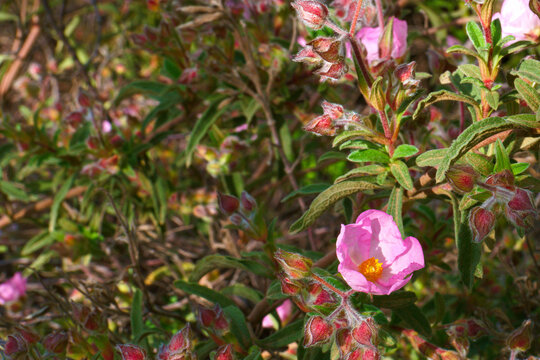 Alignment Nature Bilder – Durchsuchen 40,890 Archivfotos ...
