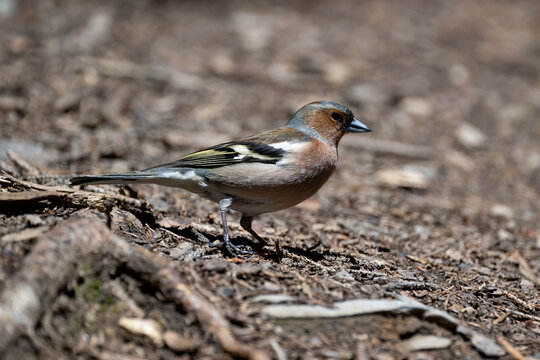 Stef 写真、画像、アセット | Adobe Stock