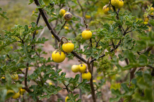 "Apple Of Sodom" Images – Browse 289 Stock Photos, Vectors, and Video ...