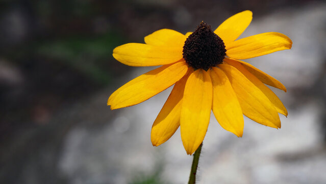 Susan Bilder – Durchsuchen 7,995 Archivfotos, Vektorgrafiken und Videos ...