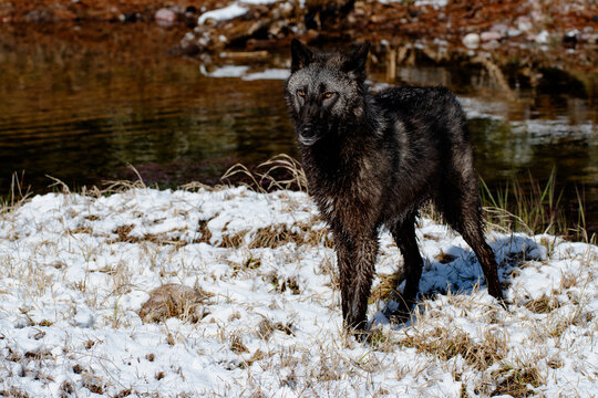 Yukon Black Wolf